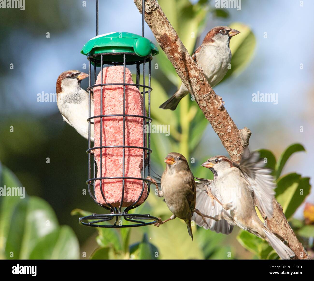 House Sparrows, Passer Deomesticus, in the autumn sunshine ...