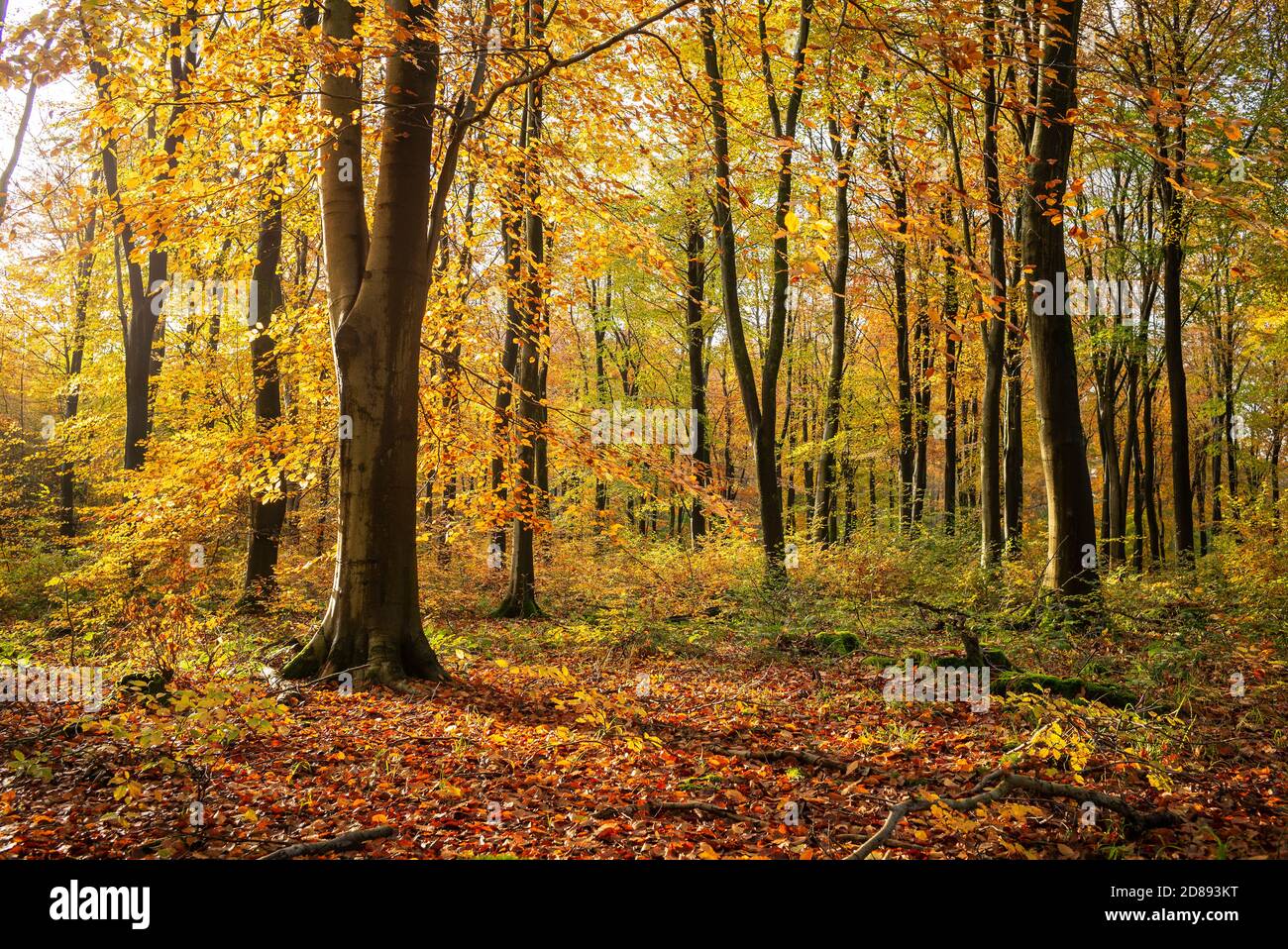 Fagus sylvatica – autumn colour of European Beech trees in a deciduous ...