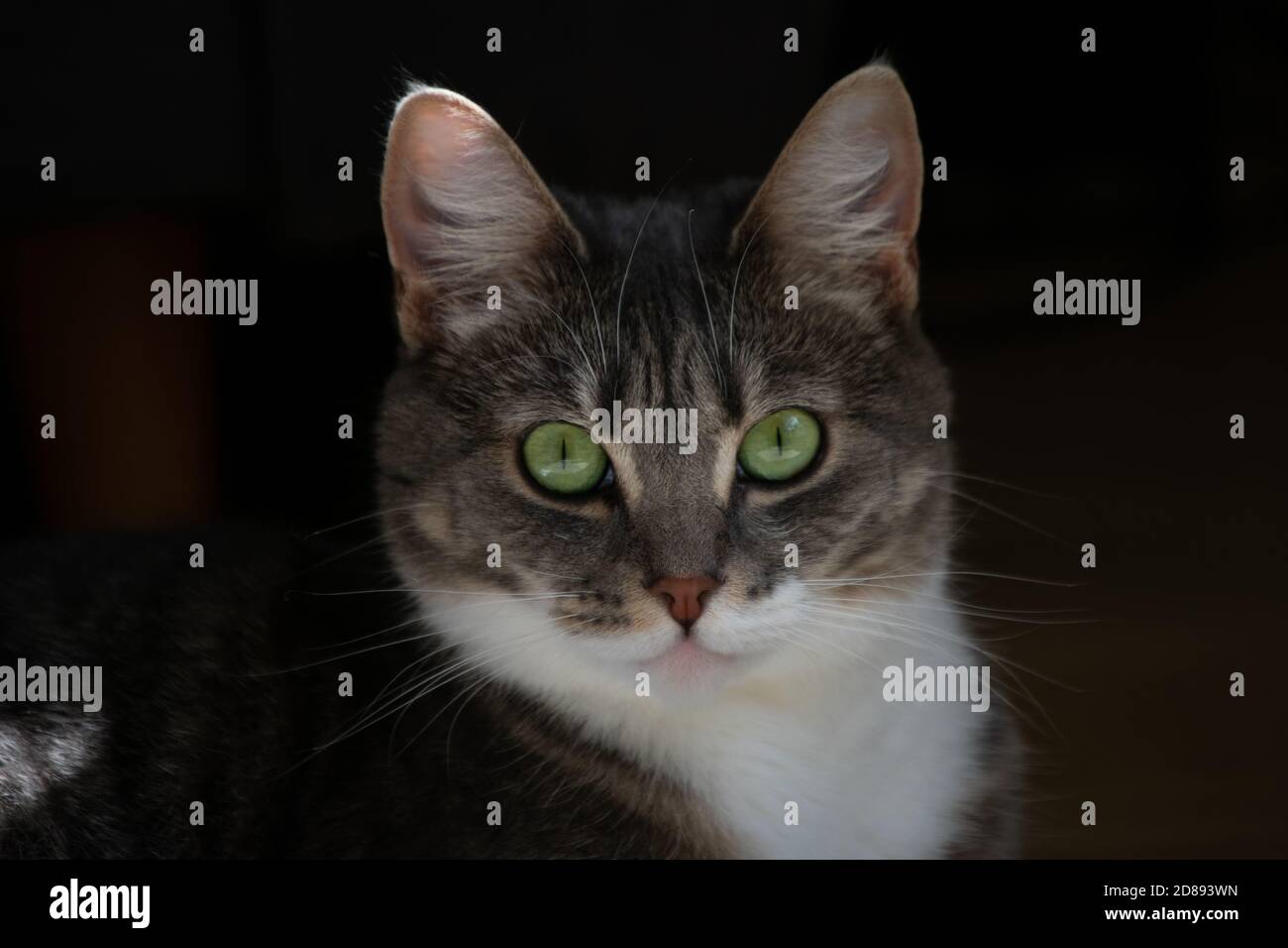 short haired cat close up Stock Photo - Alamy