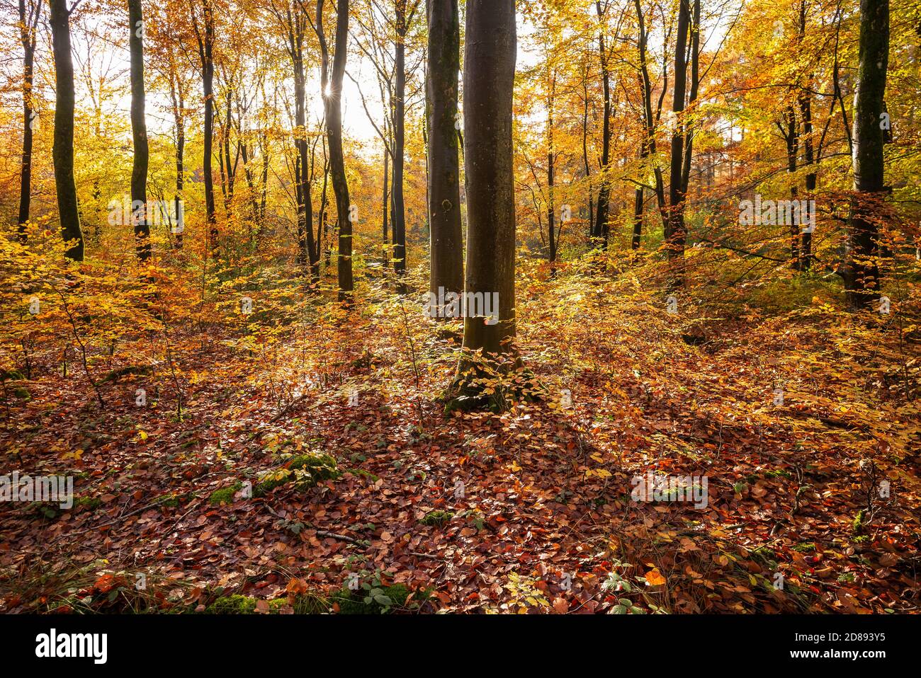Fagus sylvatica – autumn colour of European Beech trees in a deciduous ...
