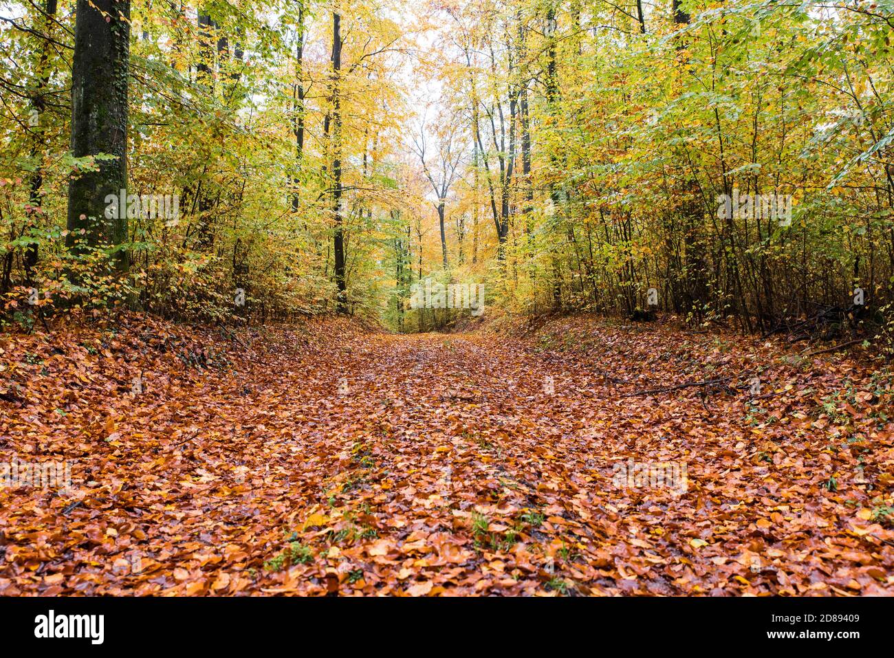 path through autumnal forest beech leaves on ground Stock Photo - Alamy