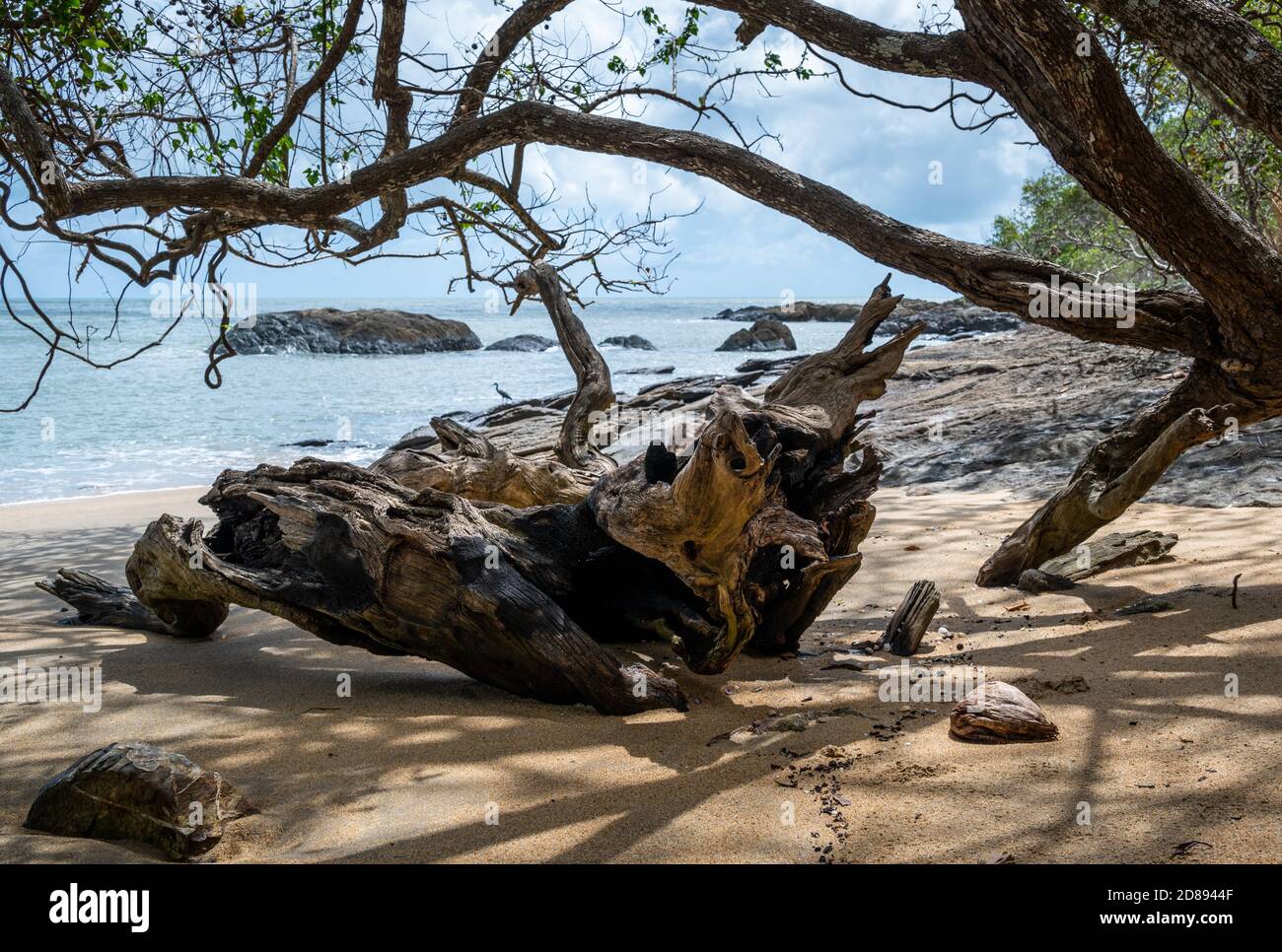 And branches of a tree on the beach near the ocean at Cairns Cape ...