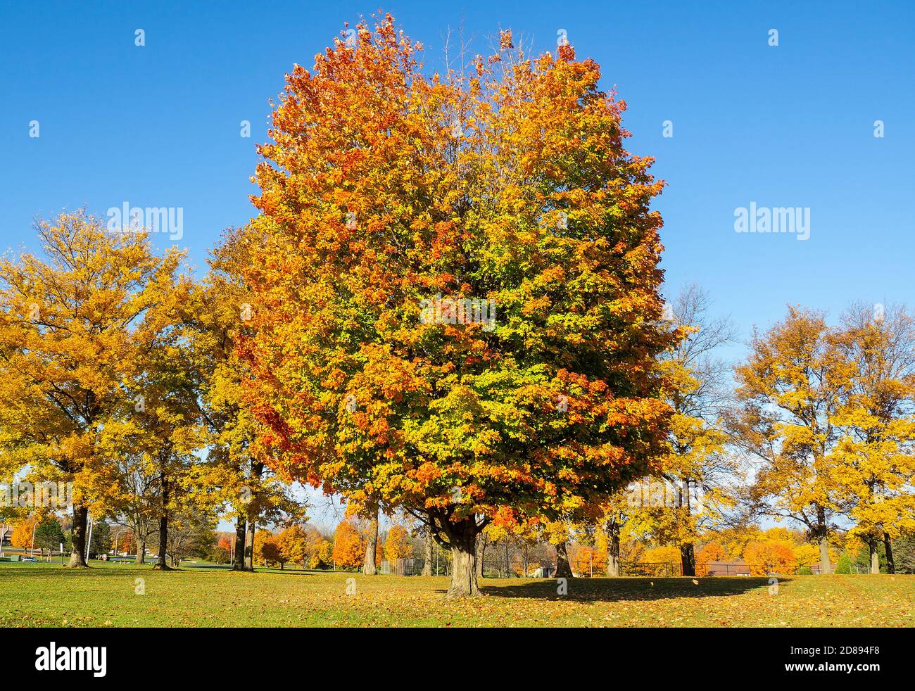 Beautiful huge oak tree hi-res stock photography and images - Alamy