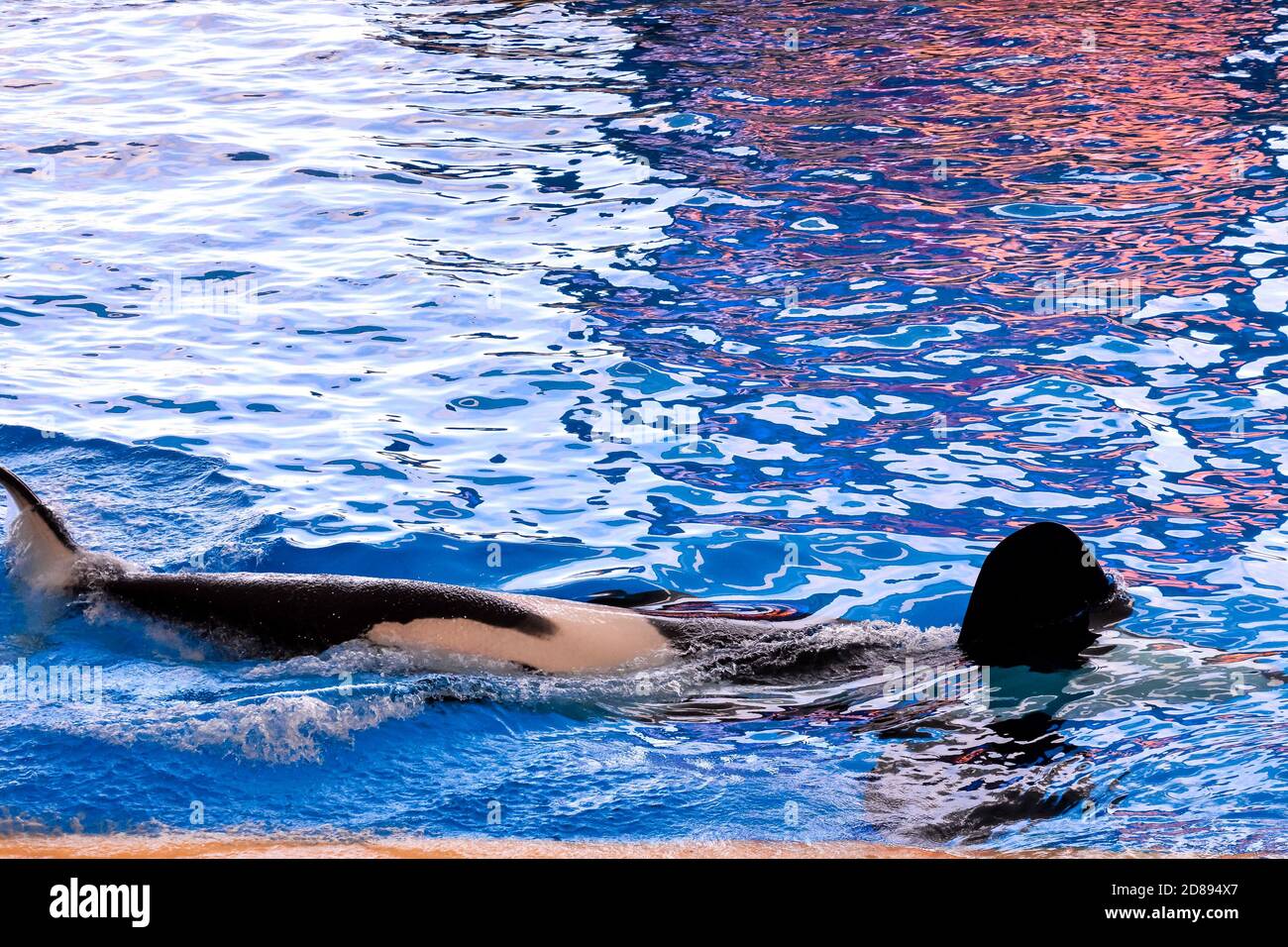 Mammal Orca Killer Whale Fish Stock Photo - Alamy