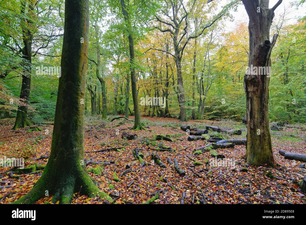 Autumn colours in woodland on the North Downs near Dorking, Surrey ...