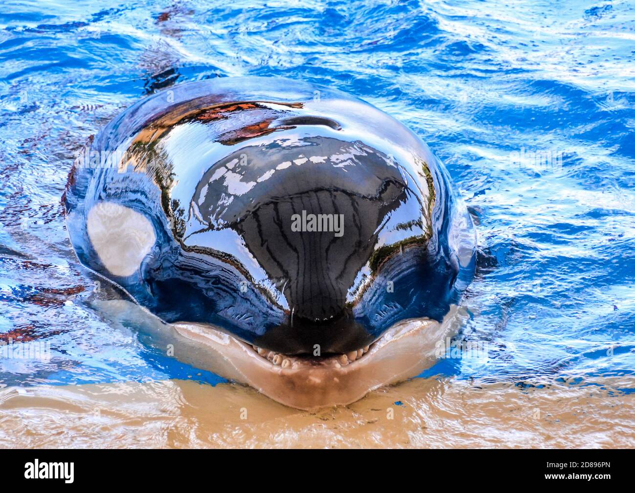 Mammal Orca Killer Whale Fish Stock Photo - Alamy