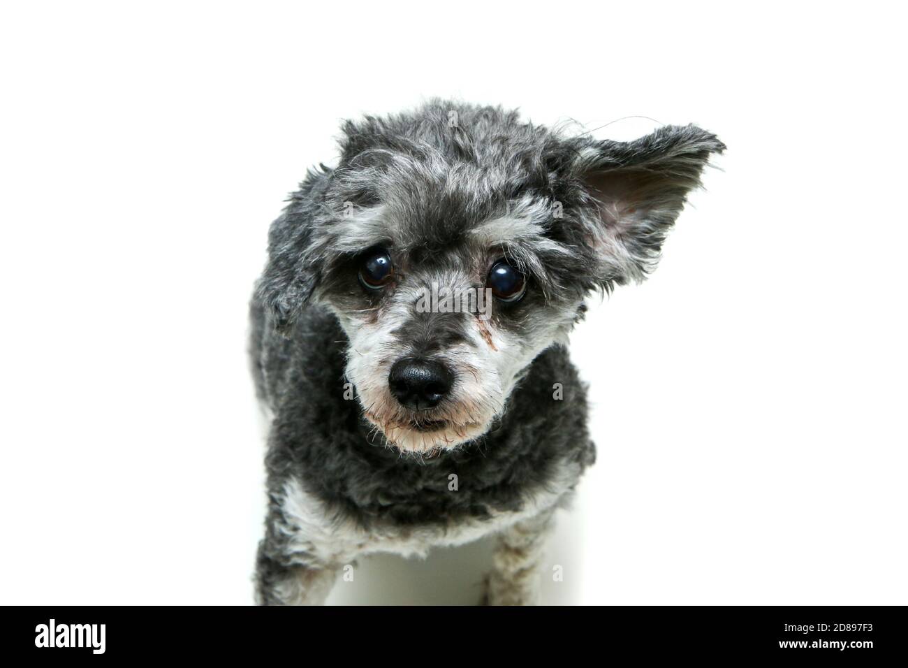 The cute crossbreed of shi tzu and poodle sitting and looking shy and ...
