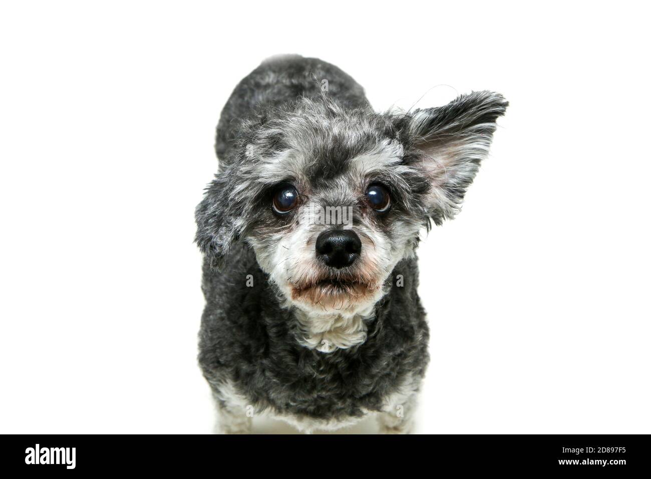 The cute crossbreed of shi tzu and poodle sitting and looking shy and ...