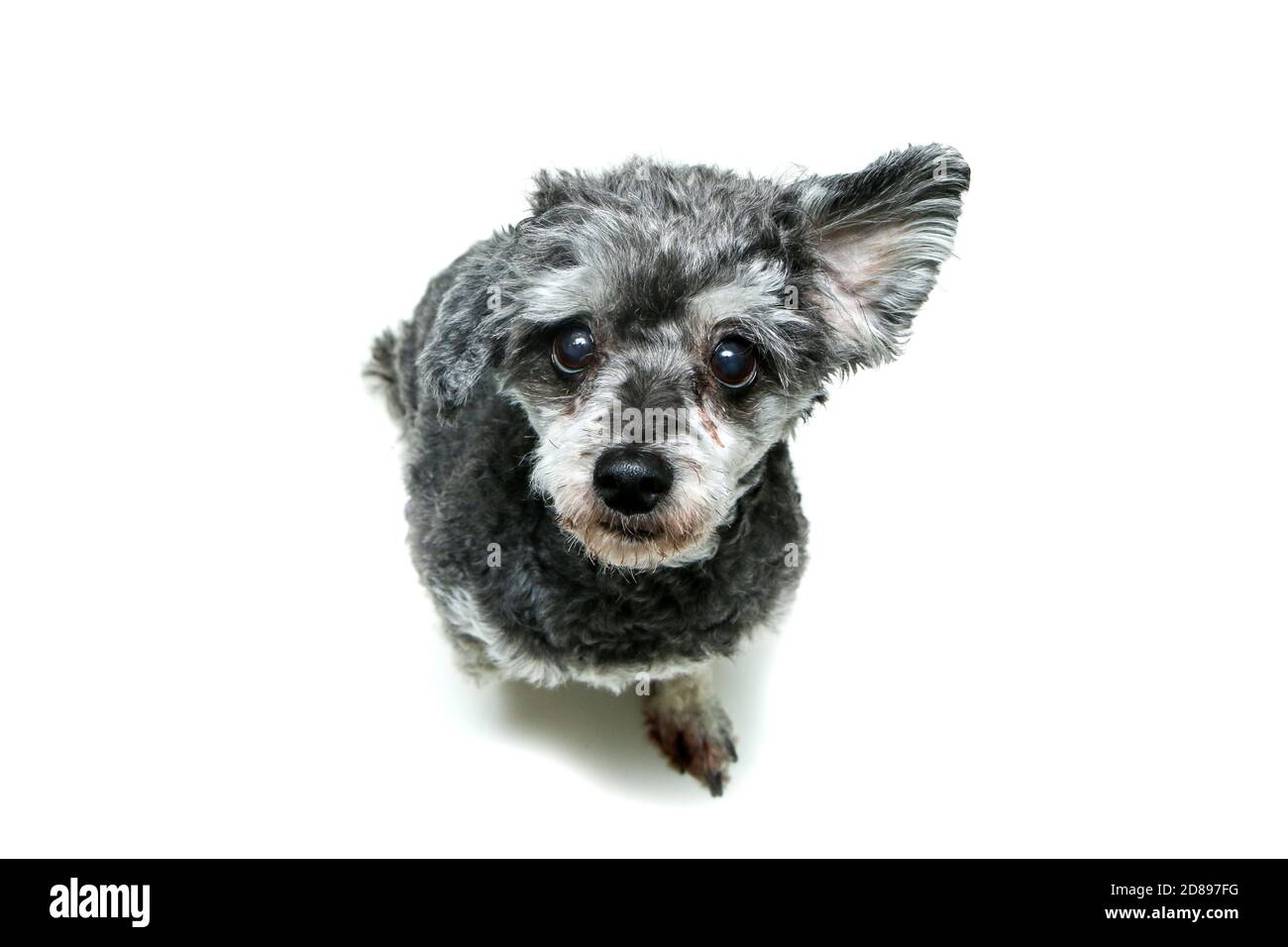 The cute crossbreed of shi tzu and poodle sitting and looking shy and ...