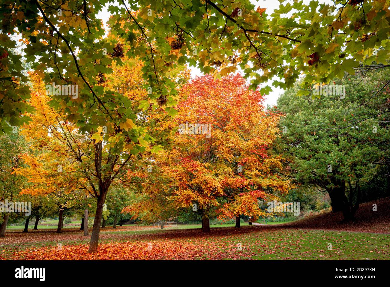 Autumnal trees and leaves on the ground.Bramcote hills park Nottingham ...