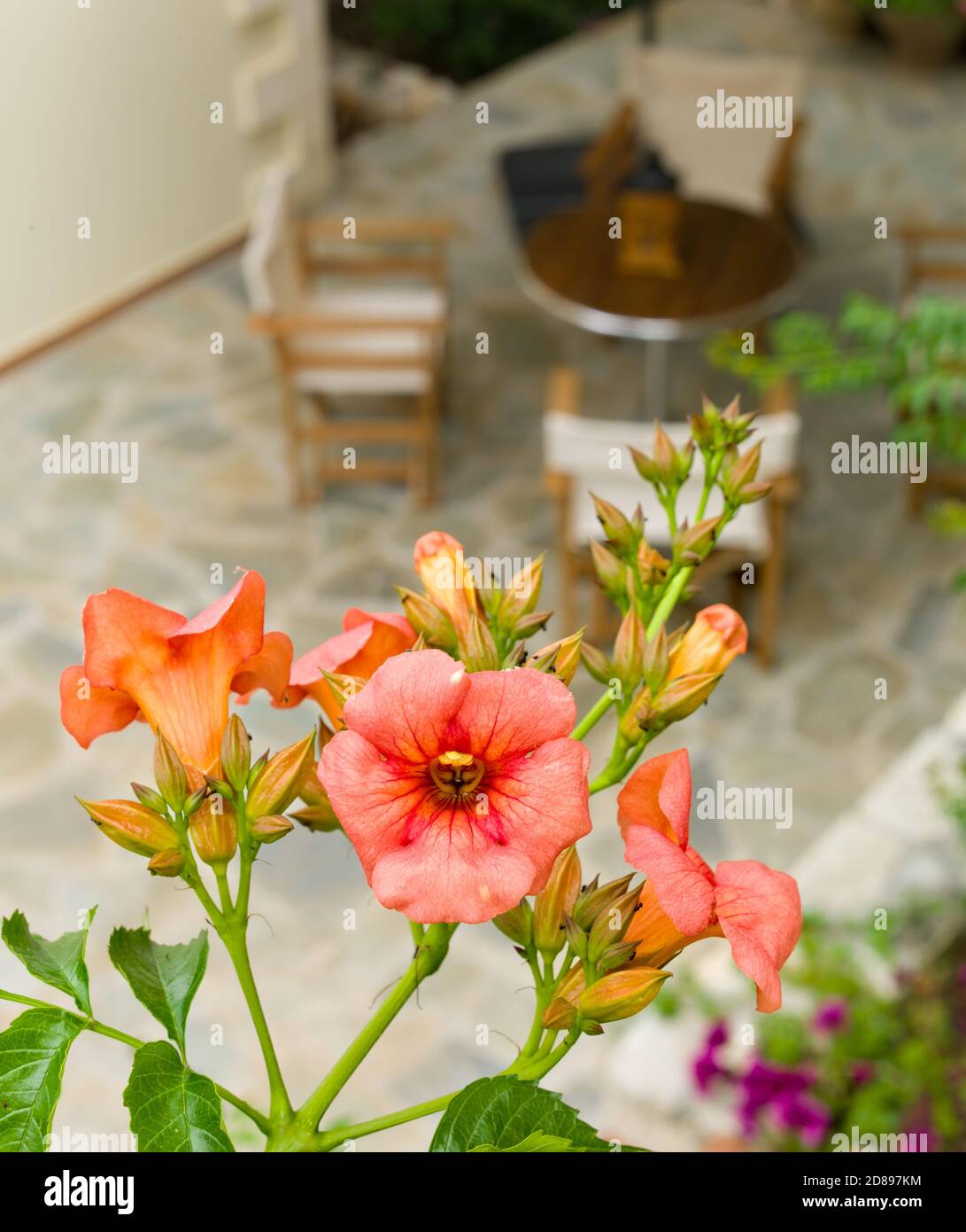 Orange Bignonia Grandiflora clambering climbing over a wall on the ...