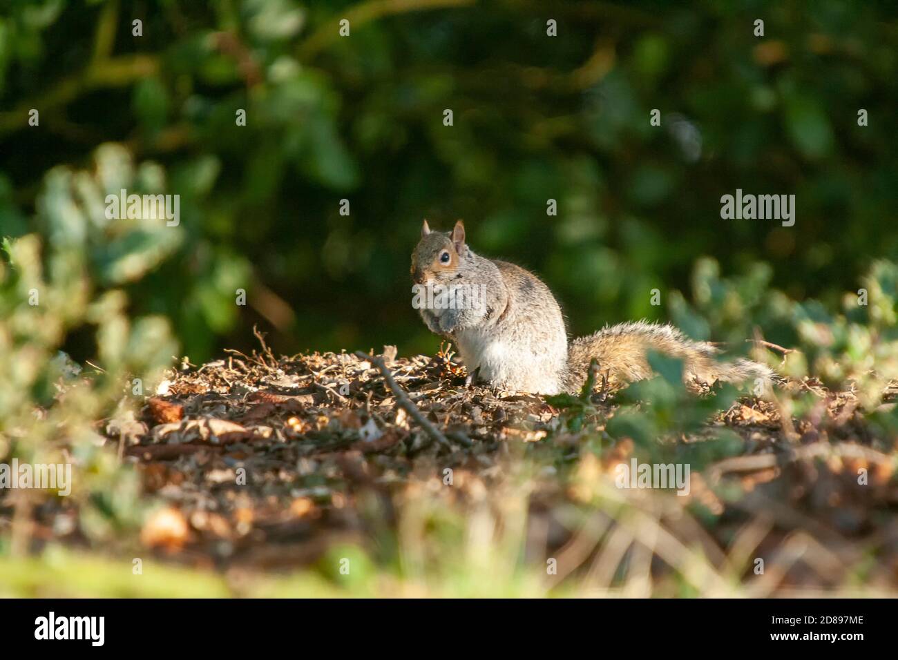 Eastern Grey Squirrel (Sciurus carolinensis Stock Photo - Alamy