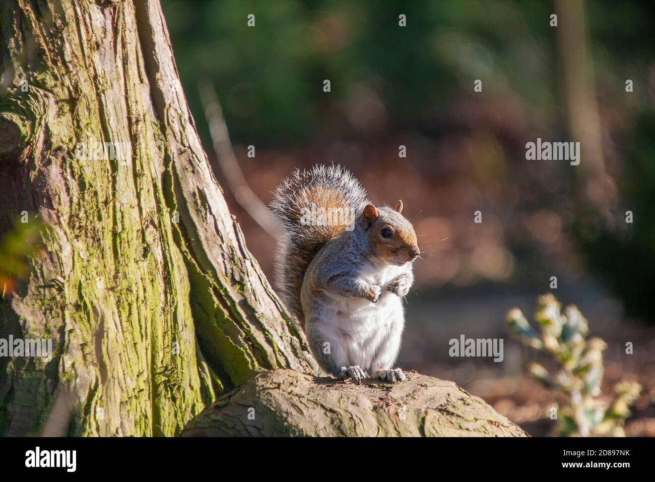 Eastern Grey Squirrel (Sciurus carolinensis Stock Photo - Alamy