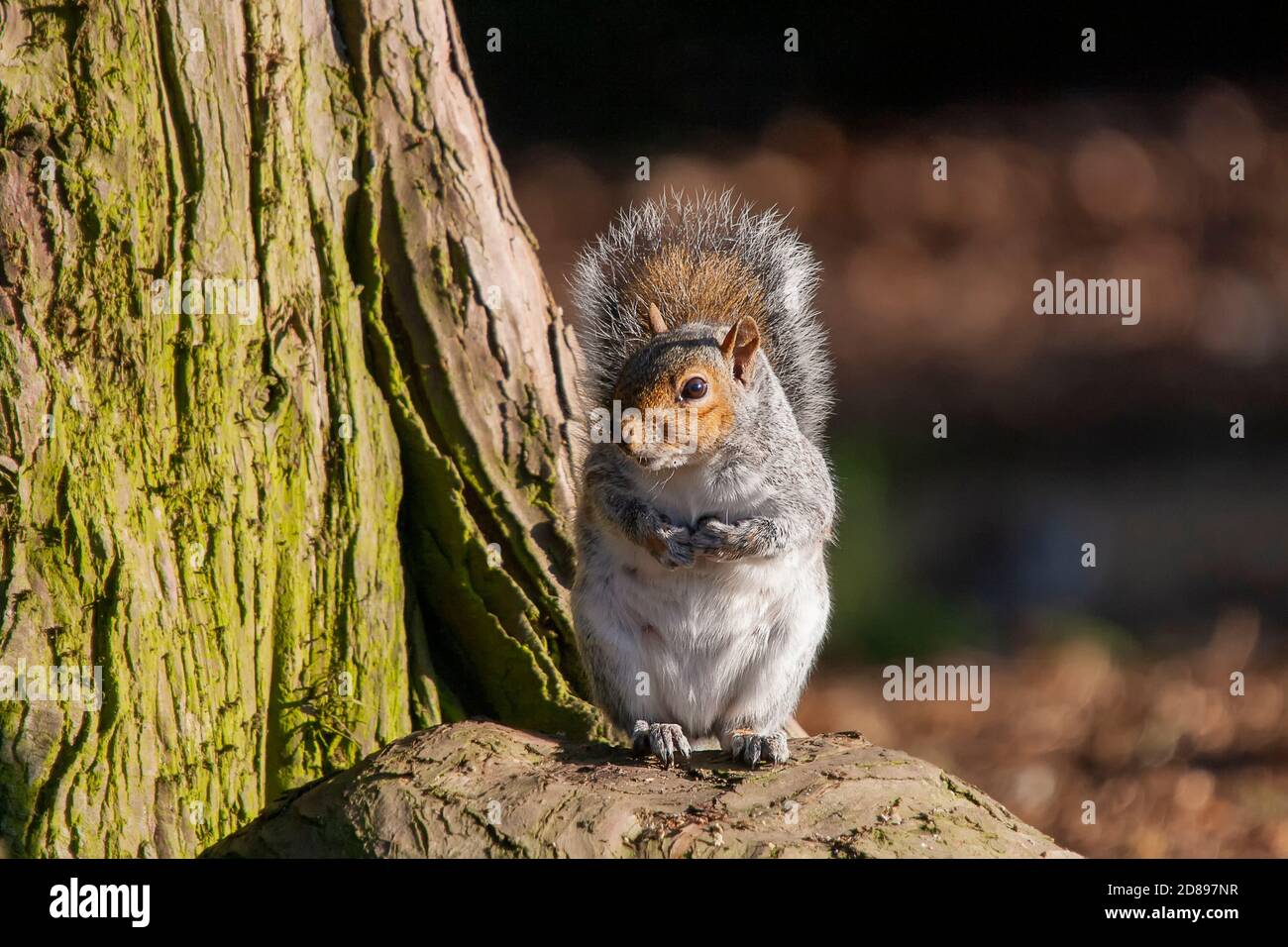 Eastern Grey Squirrel (Sciurus carolinensis Stock Photo - Alamy