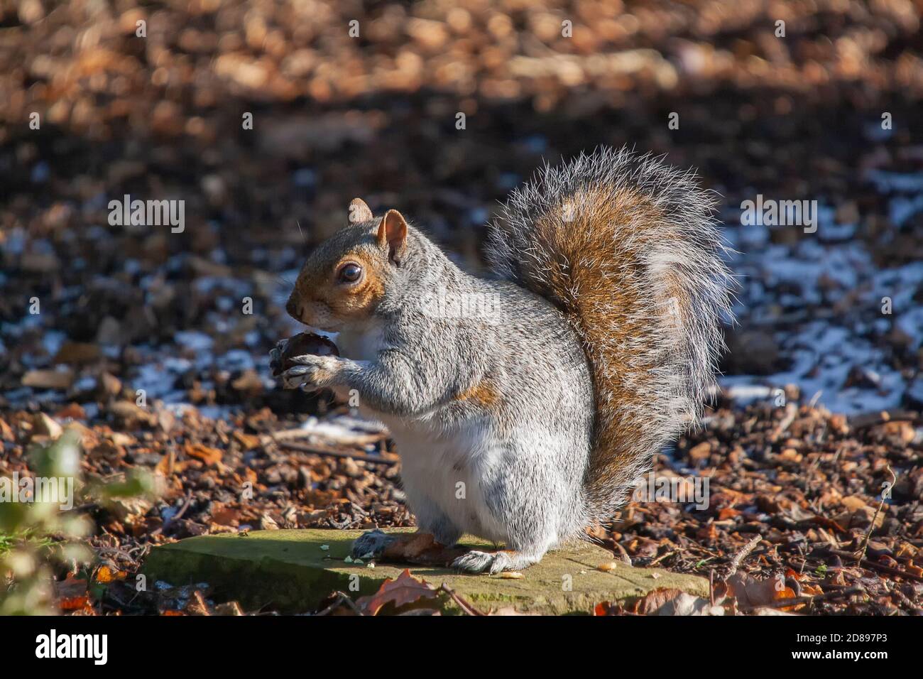 Eastern Grey Squirrel (Sciurus carolinensis Stock Photo - Alamy