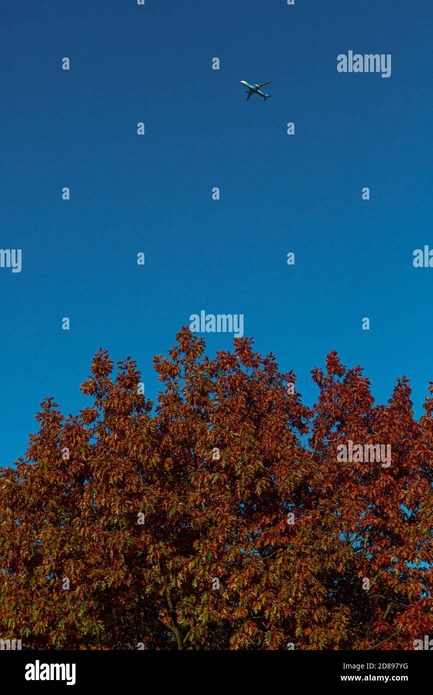 Red tree plane in hi-res stock photography and images - Alamy