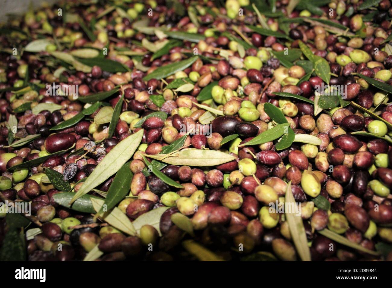 Olive oil factory hi-res stock photography and images - Alamy