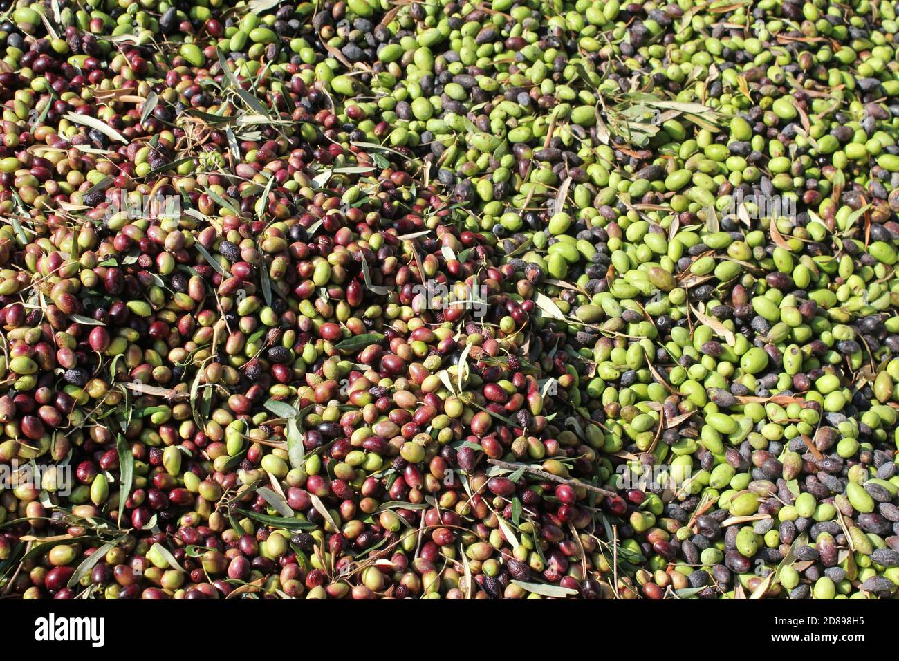 Harvested olives on the press hopper of olive oil mill located in the ...