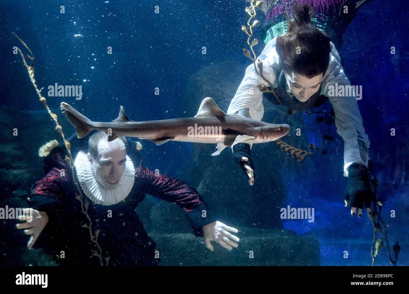 Dive basin hi-res stock photography and images - Alamy
