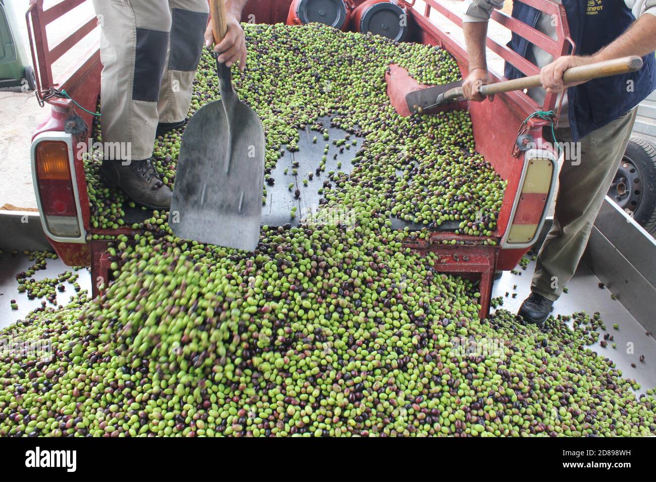 Harvested olives unloaded from truck to the press hopper in olive oil ...