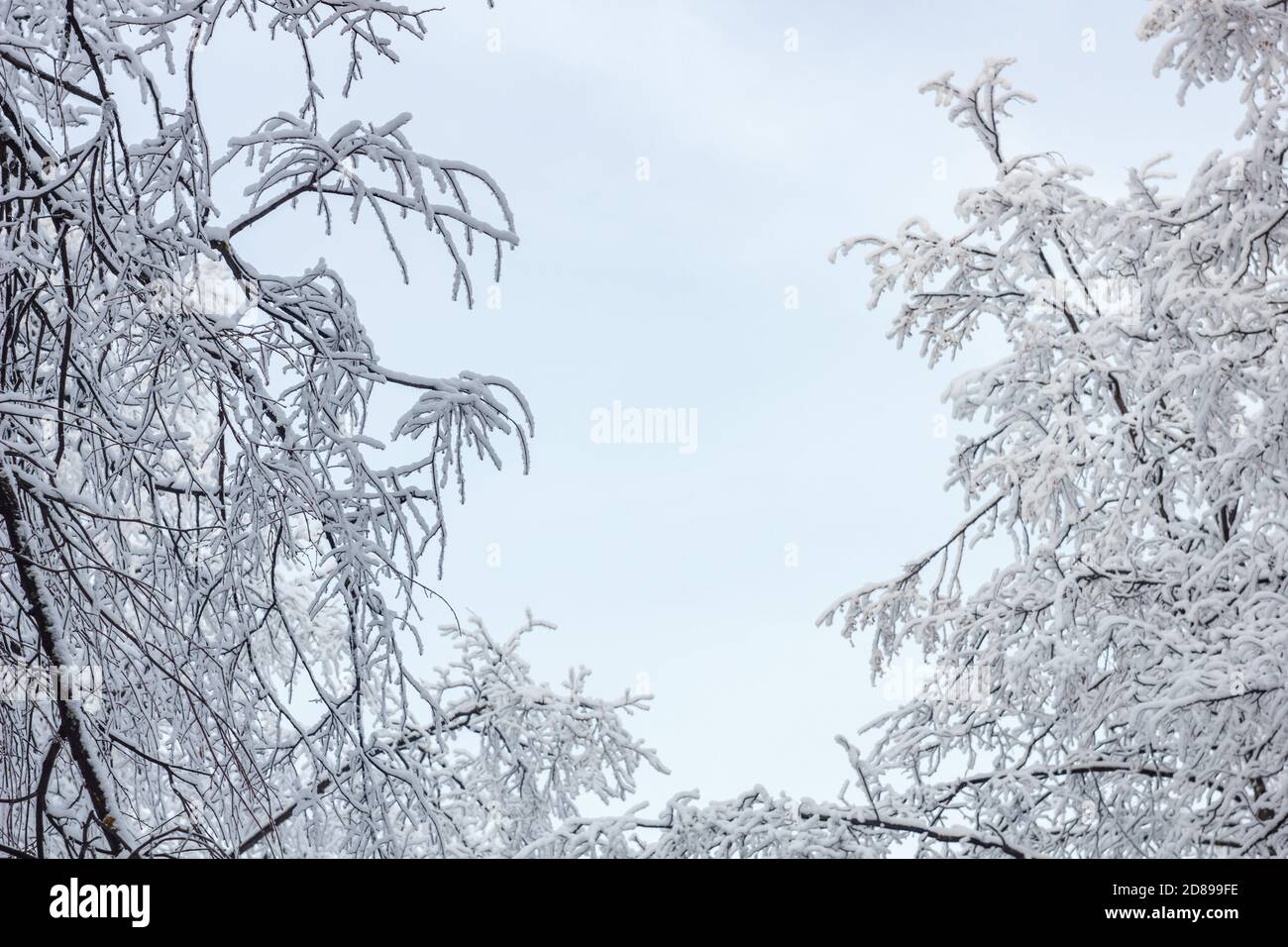 Photo of tree under the snow in winter, bottom view Stock Photo - Alamy