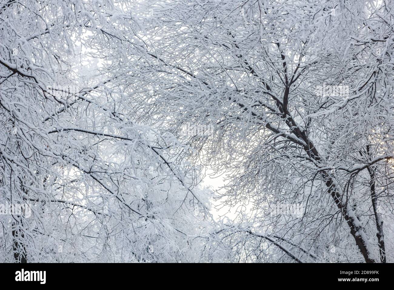 Image of tree's branches under the snow in winter Stock Photo - Alamy