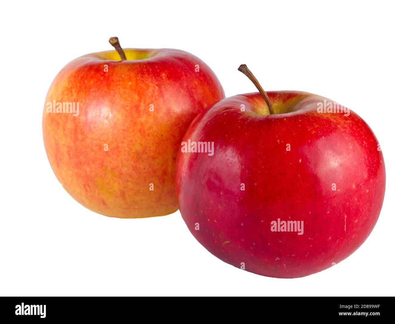 Two red and yellow apples isolated on white background shadowless Stock ...