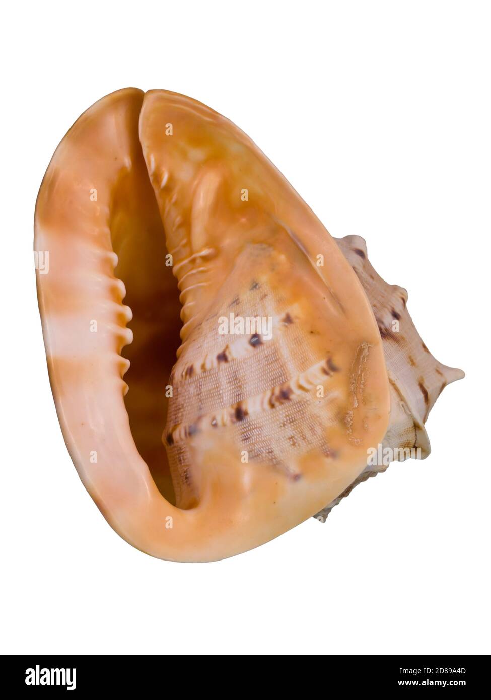 Large horned helmet shell isolated on white background Stock Photo - Alamy