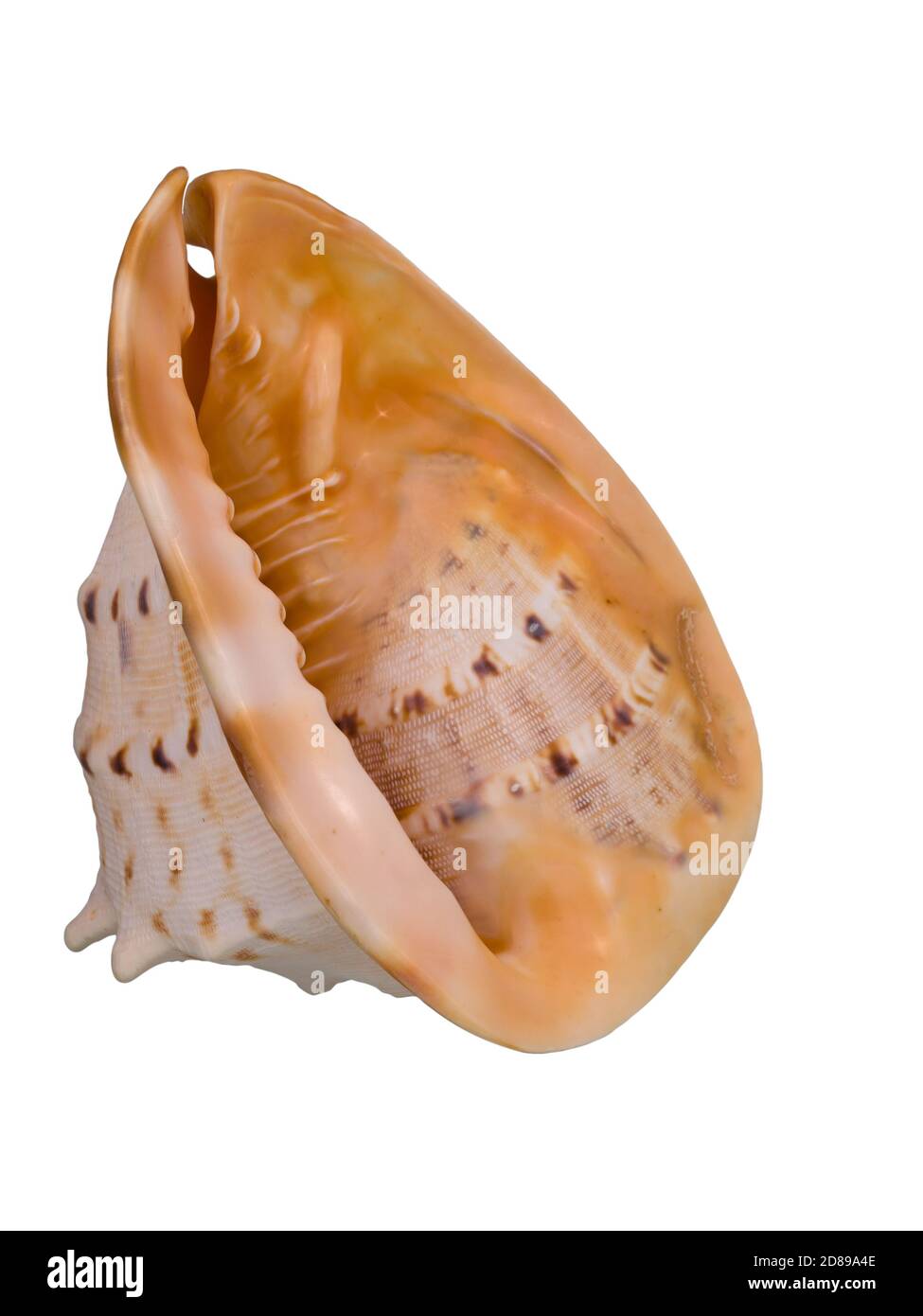 Large horned helmet shell isolated on white background Stock Photo - Alamy