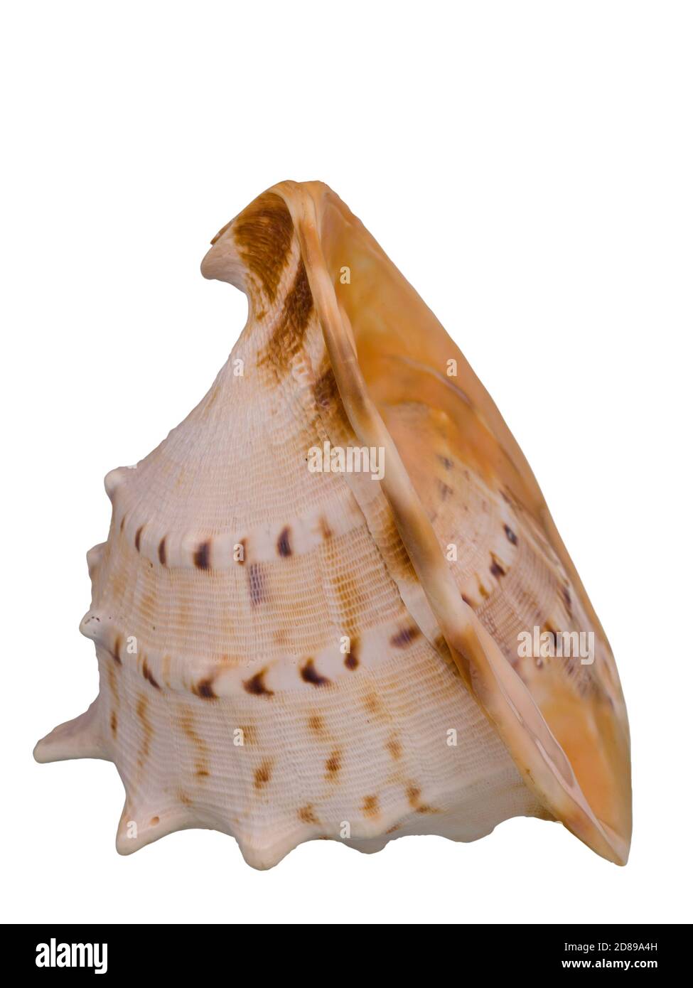 Large horned helmet shell isolated on white background Stock Photo - Alamy