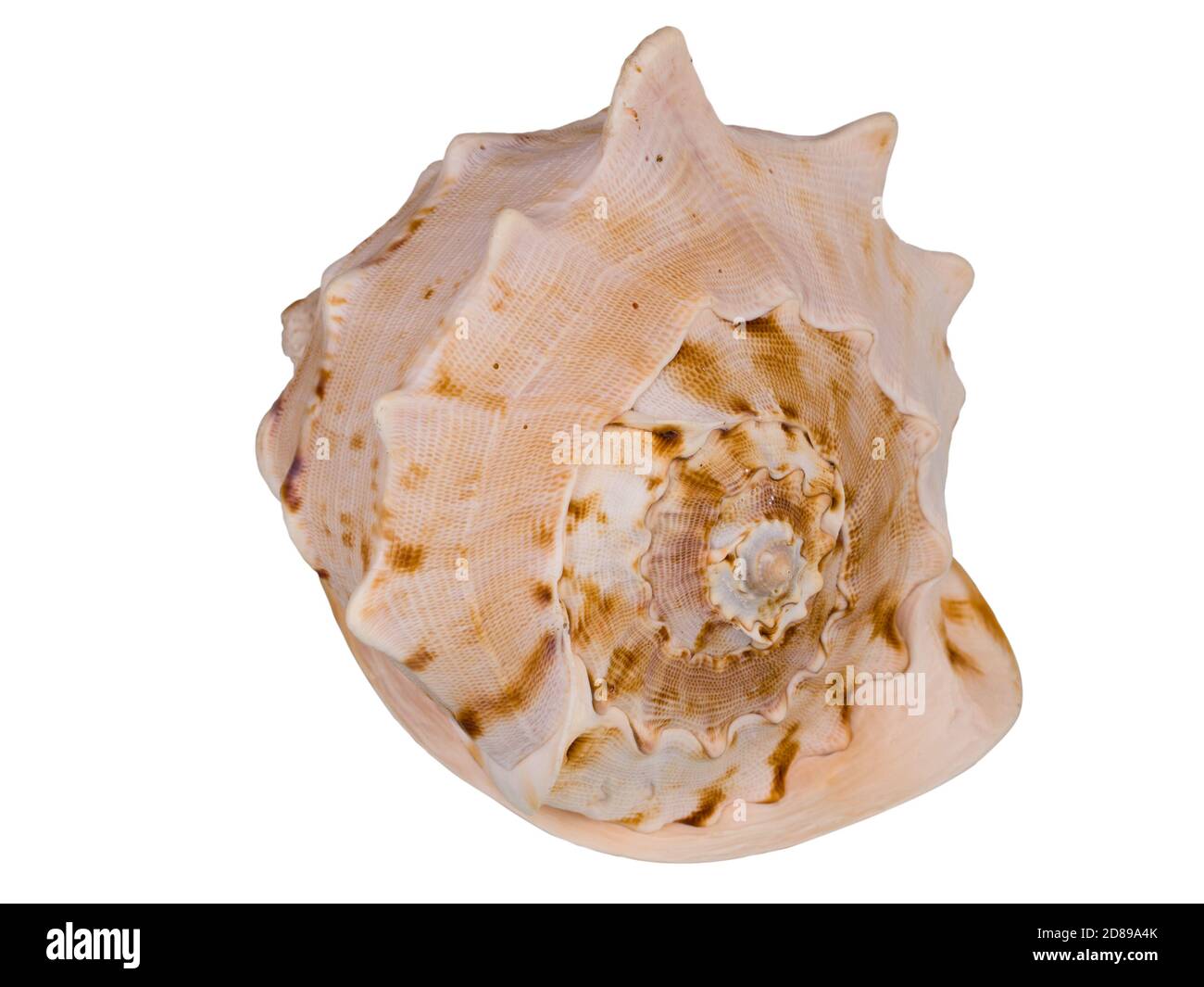 Large horned helmet shell isolated on white background Stock Photo - Alamy