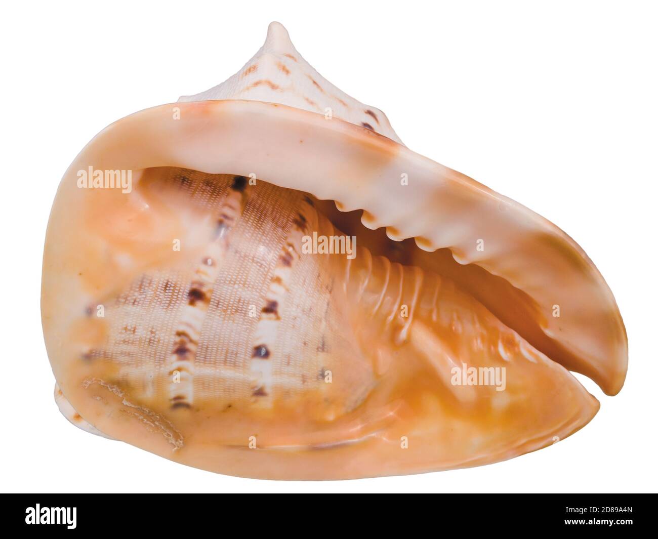 Large horned helmet shell isolated on white background Stock Photo - Alamy