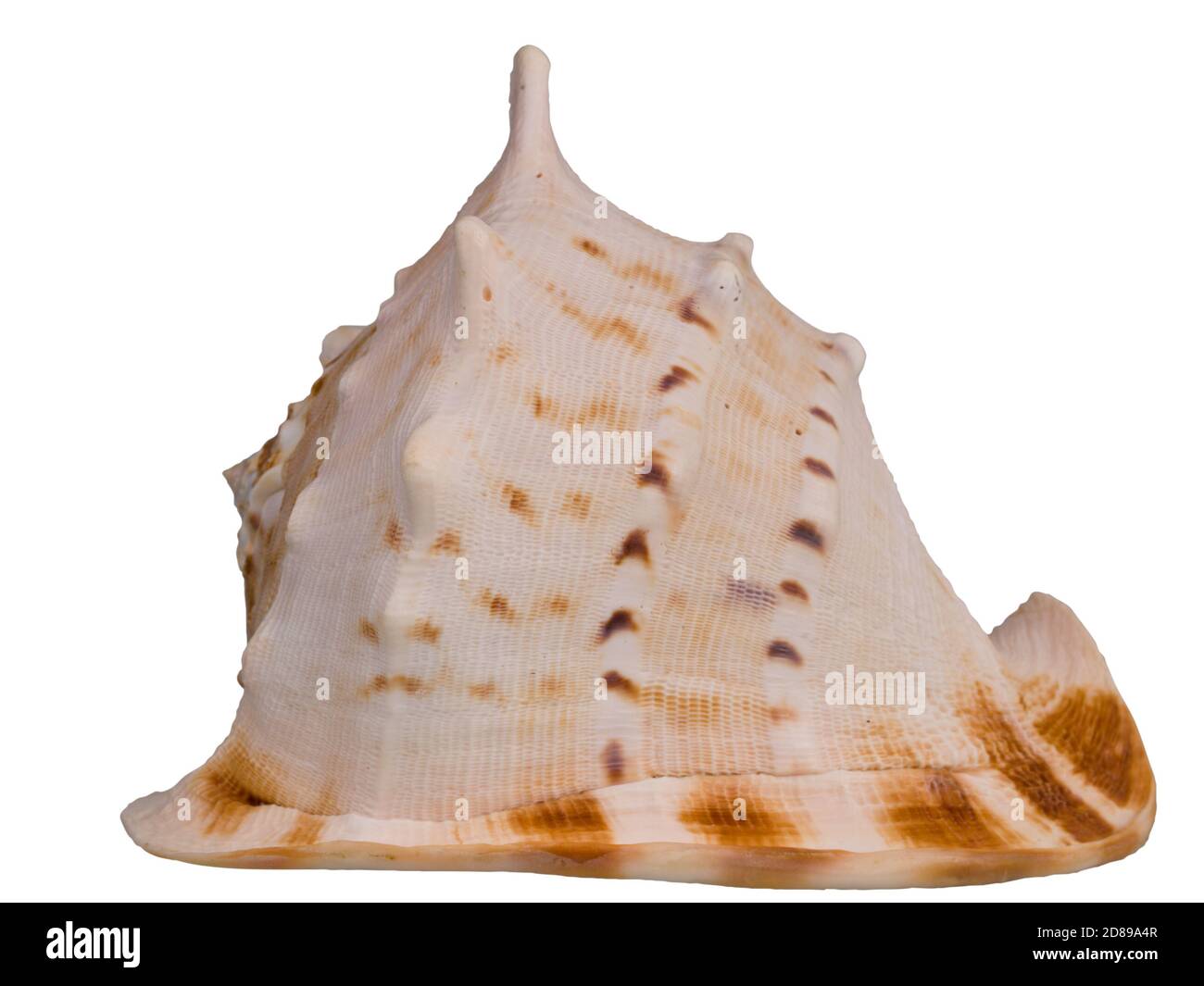 Large horned helmet shell isolated on white background Stock Photo - Alamy