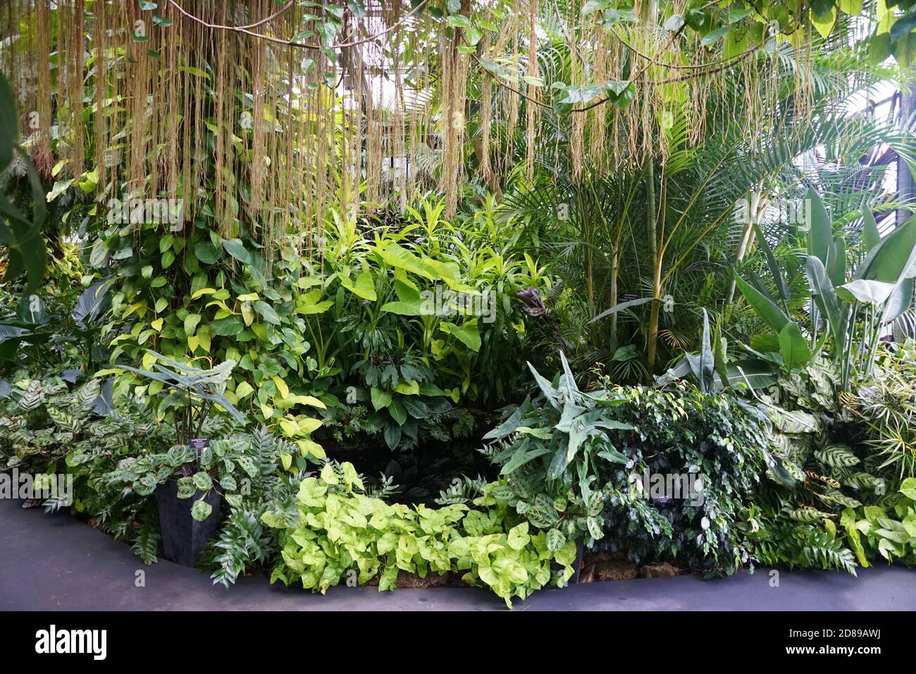 Variety of tropical green plants and trees by a pond Stock Photo - Alamy