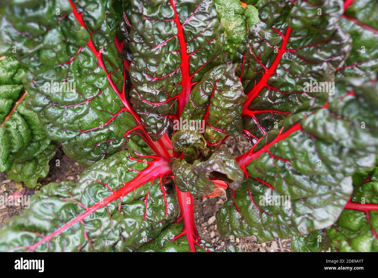 Chard bright lights hi-res stock photography and images - Alamy
