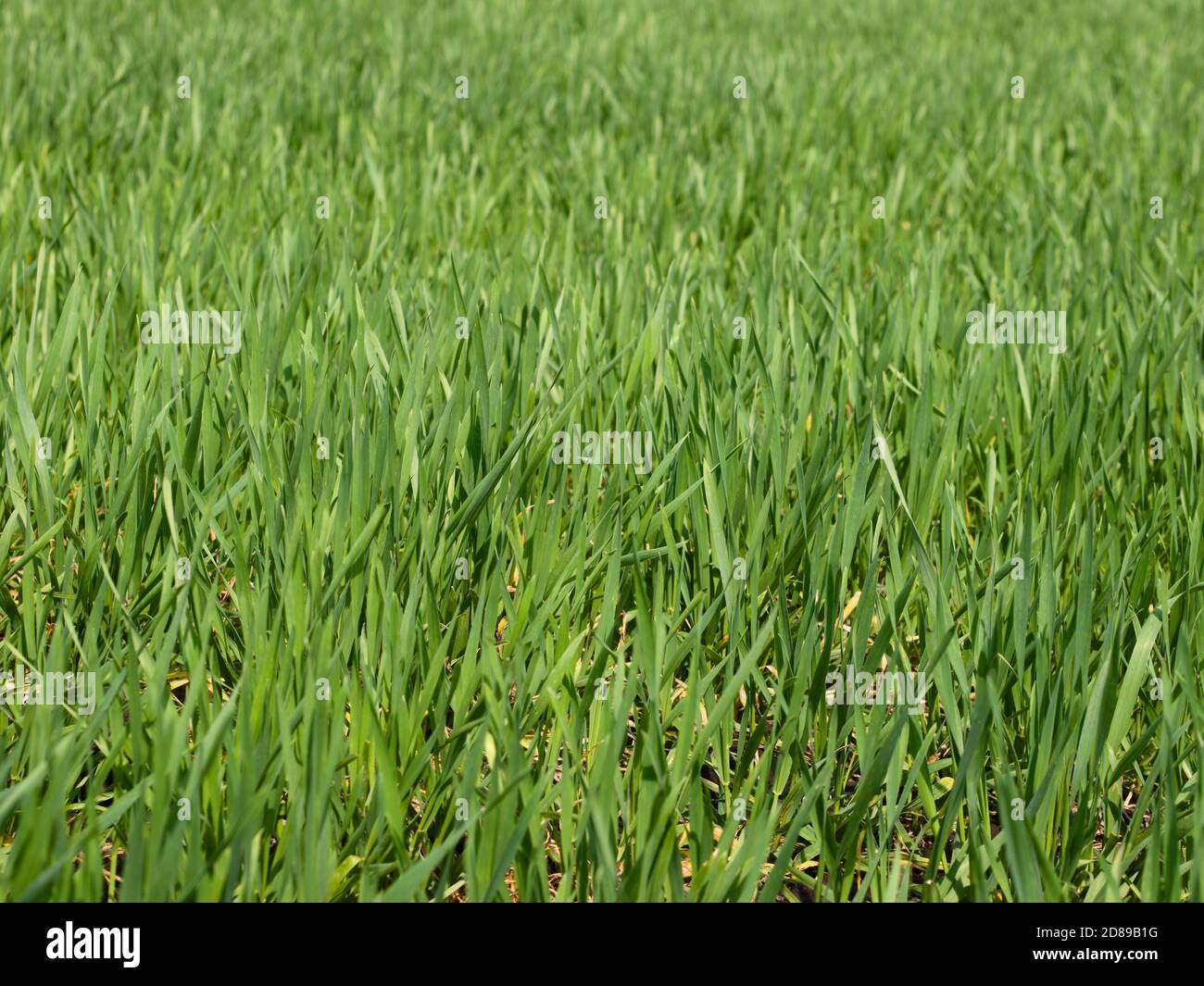 Green grass field - can be used as background Stock Photo - Alamy