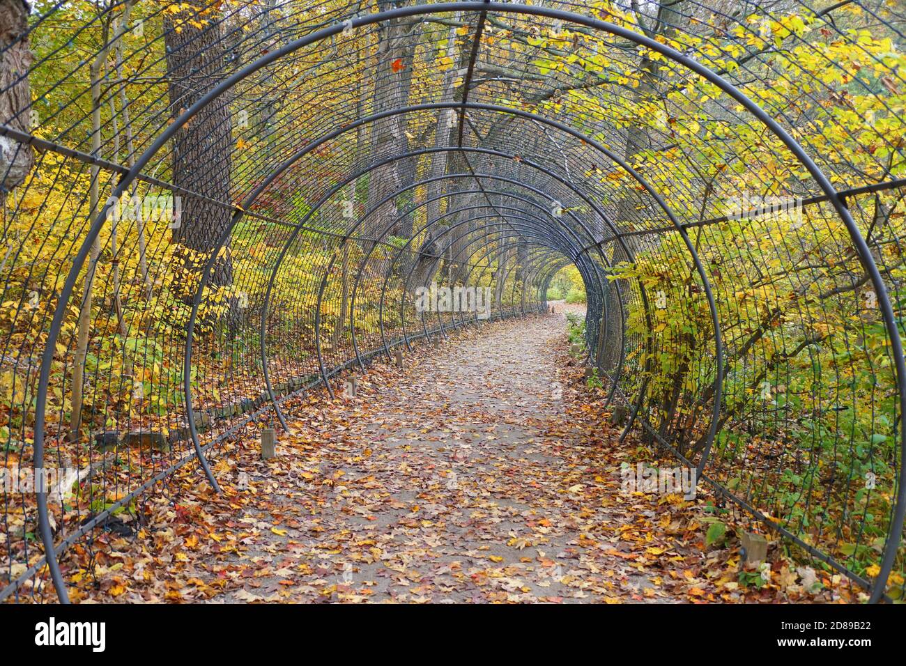 Beautiful path surrounded by bright colors of fall foliage Stock Photo ...