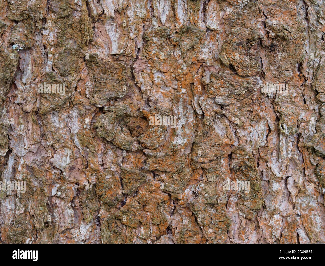 To spruce cortex hi-res stock photography and images - Alamy