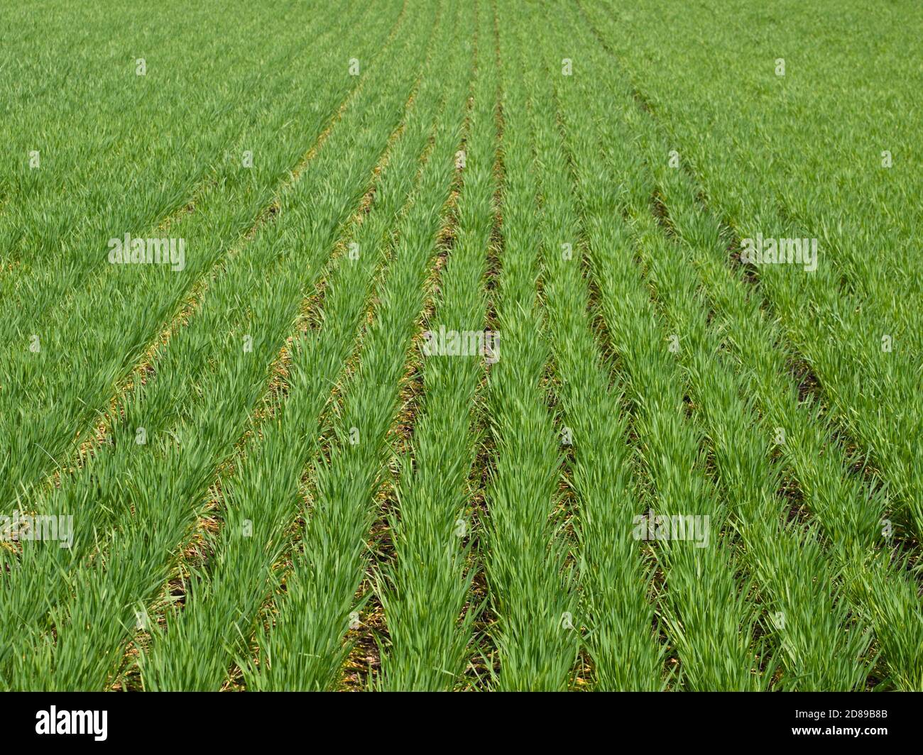 Wheat planting field green grass background Stock Photo - Alamy
