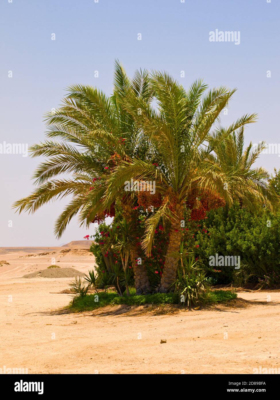 Desert oasis with date palm tree Stock Photo - Alamy