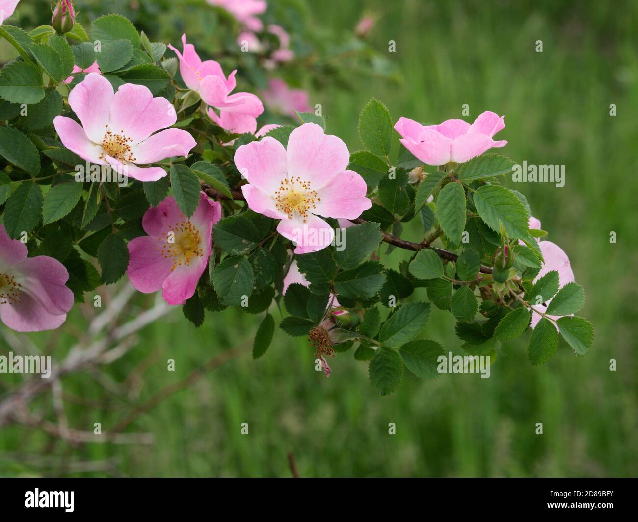 Summer wildflower branch hi-res stock photography and images - Alamy