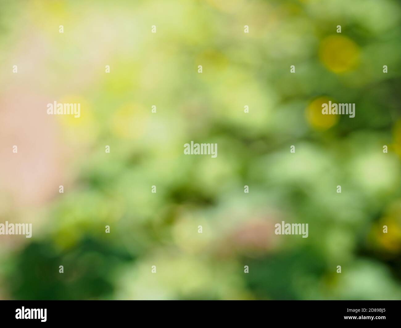 Forest bokeh background hi-res stock photography and images - Alamy