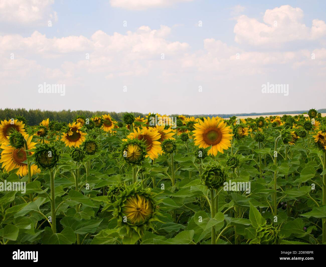 Summer sunflower field Stock Photo - Alamy