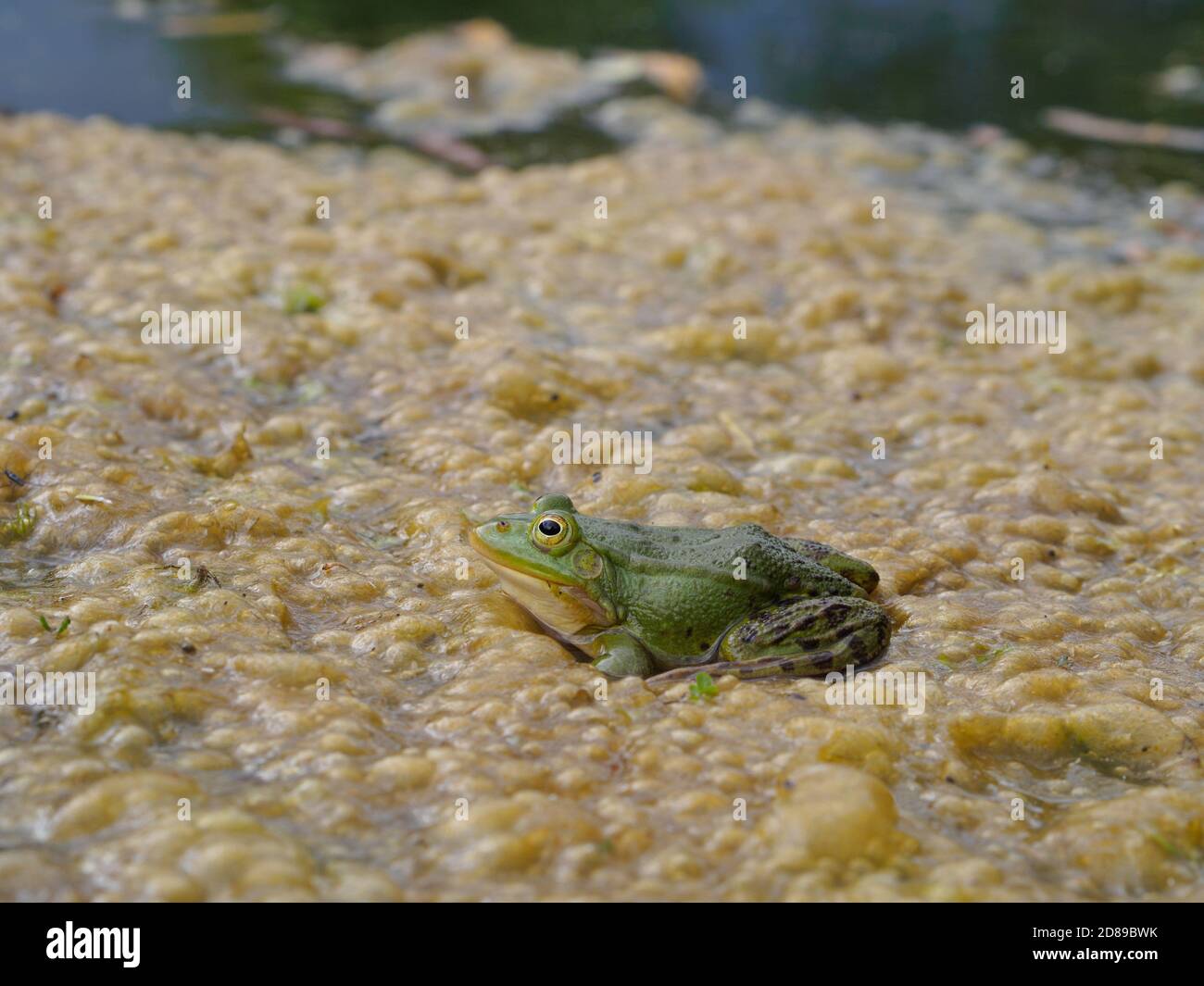 Edible frog (Pelophylax esculentus) in the pond Stock Photo - Alamy