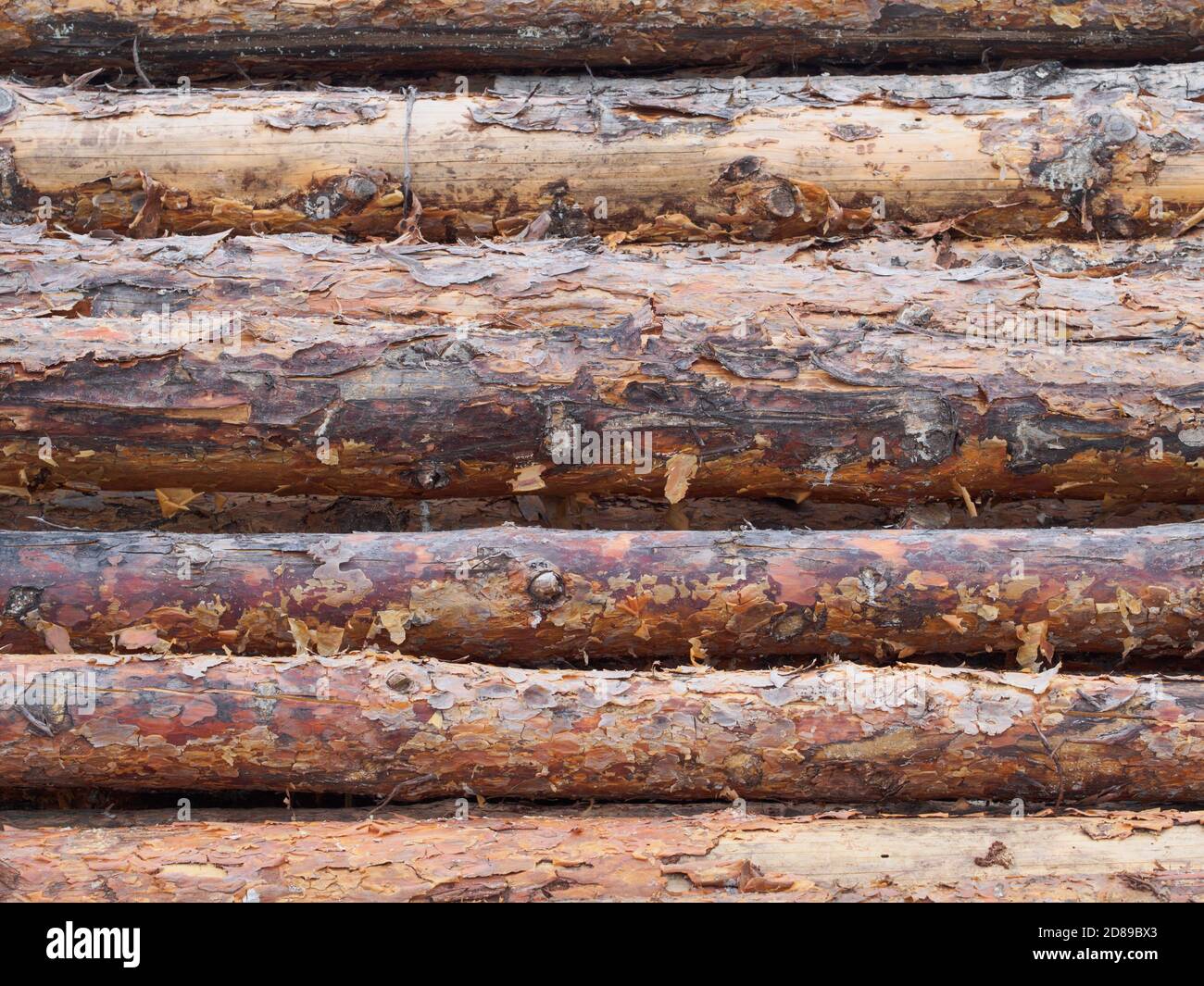 Stack of pine raw logs background Stock Photo - Alamy