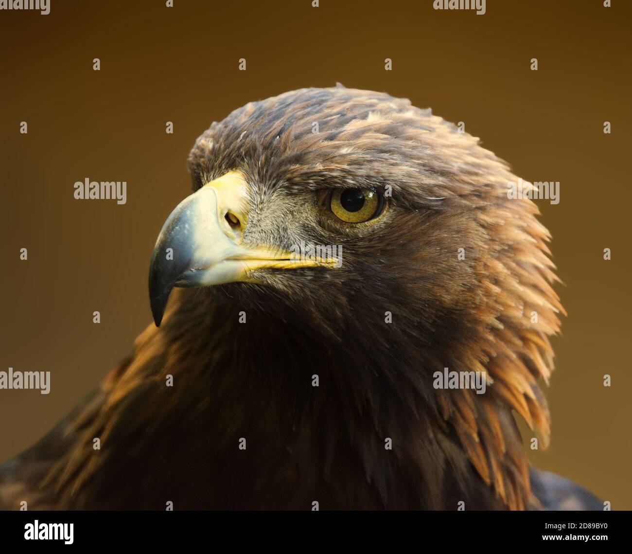Golden eagle plumage hi-res stock photography and images - Alamy
