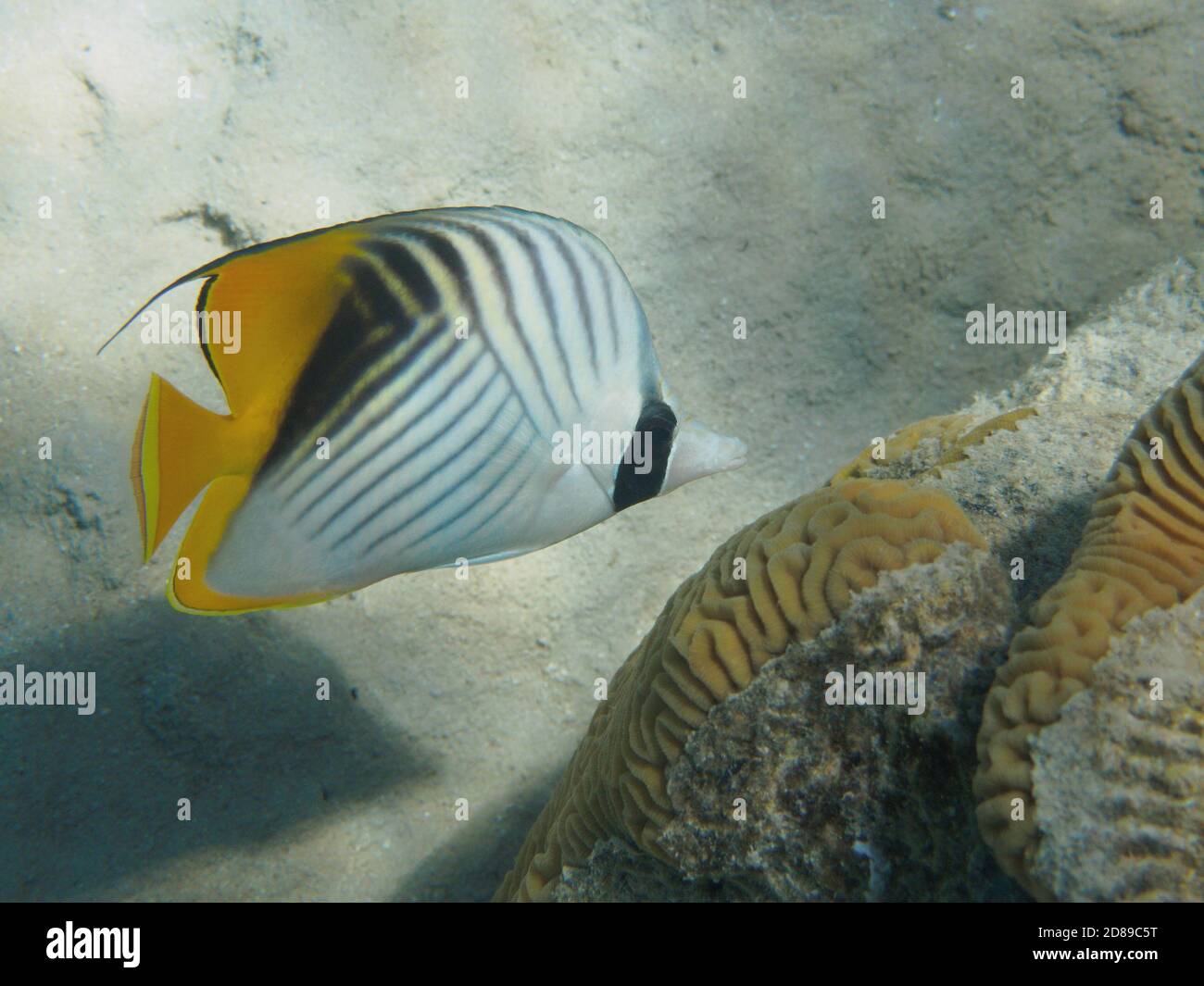 Threadfin butterflyfish tropical fish at the sea colourful coral reef ...