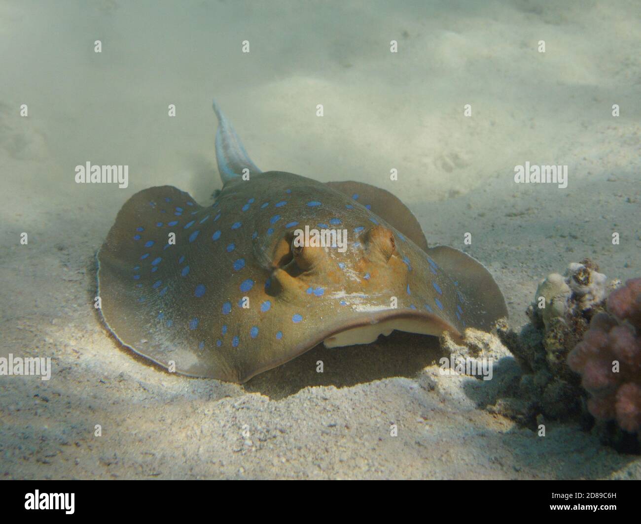 Tropical lagoon sandy bottom underwater hi-res stock photography and ...