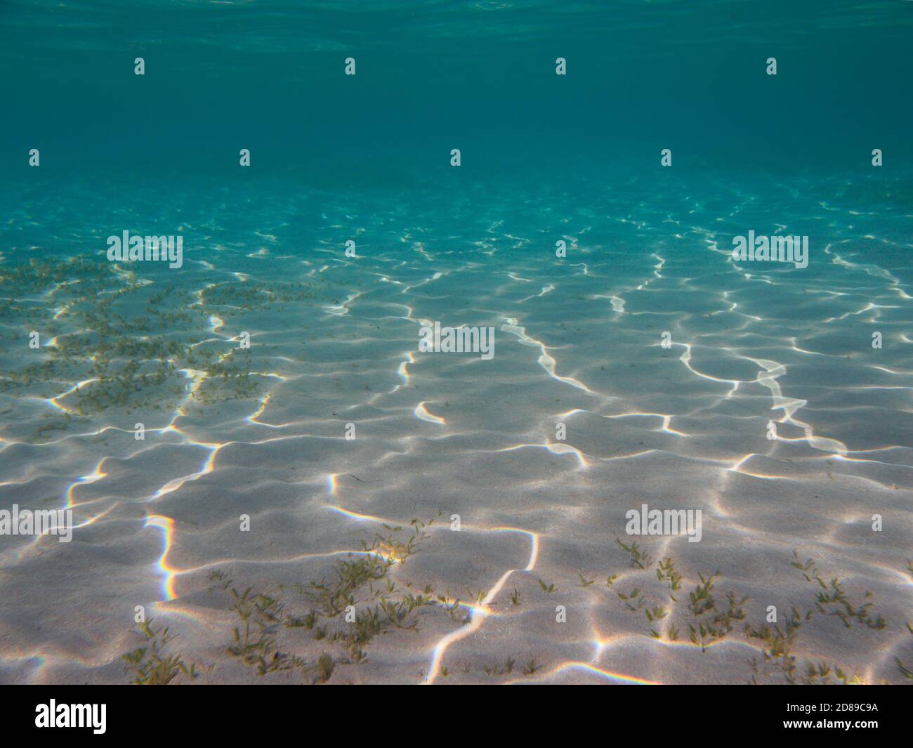 Sea grass on sandy bottom underwater background Stock Photo - Alamy
