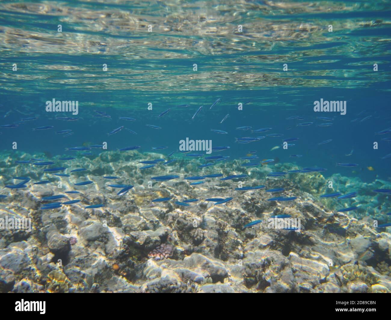 Sea fish school at coral reef underwater background Stock Photo - Alamy